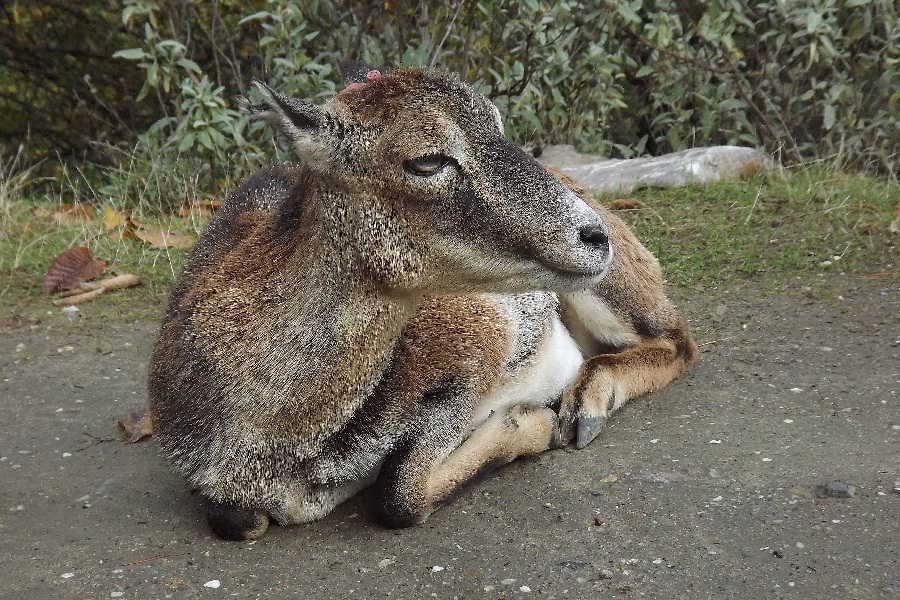 carmin-1 - ecoreservaojen